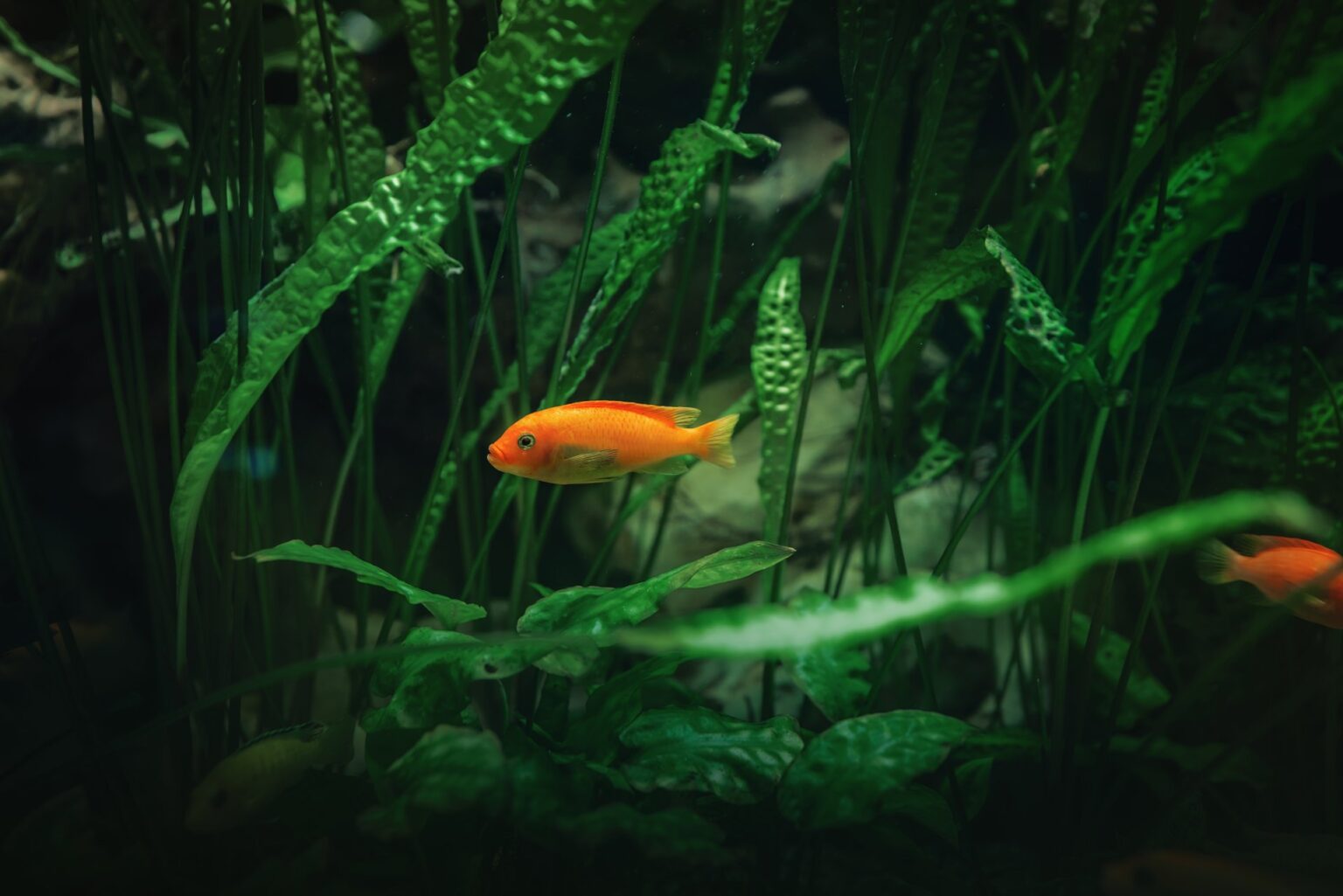 Een beginnergids voor het verzorgen van goudvissen - I love my pet