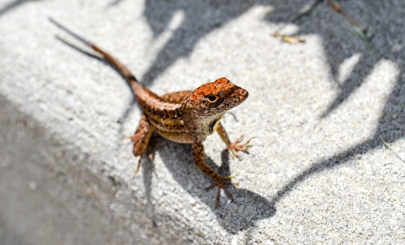 Het belang van de juiste leefomgeving voor je gekko: tips en tricks - I ...
